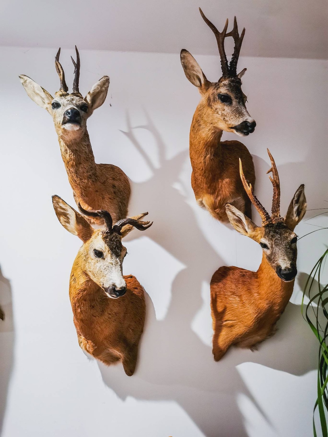 Made to Order- Real Roe Deer Wall Mount Taxidermy Doe - Etsy