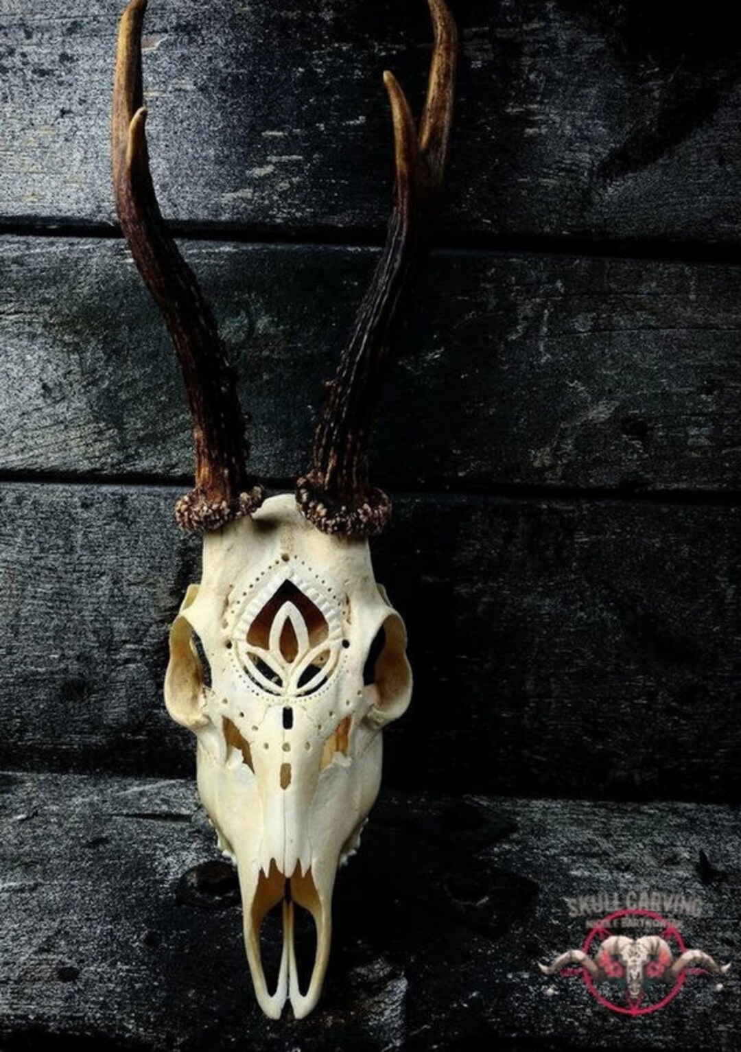 Real Roe Deer Skull Engraved Flourish Ornaments Carving Gift Idea ...