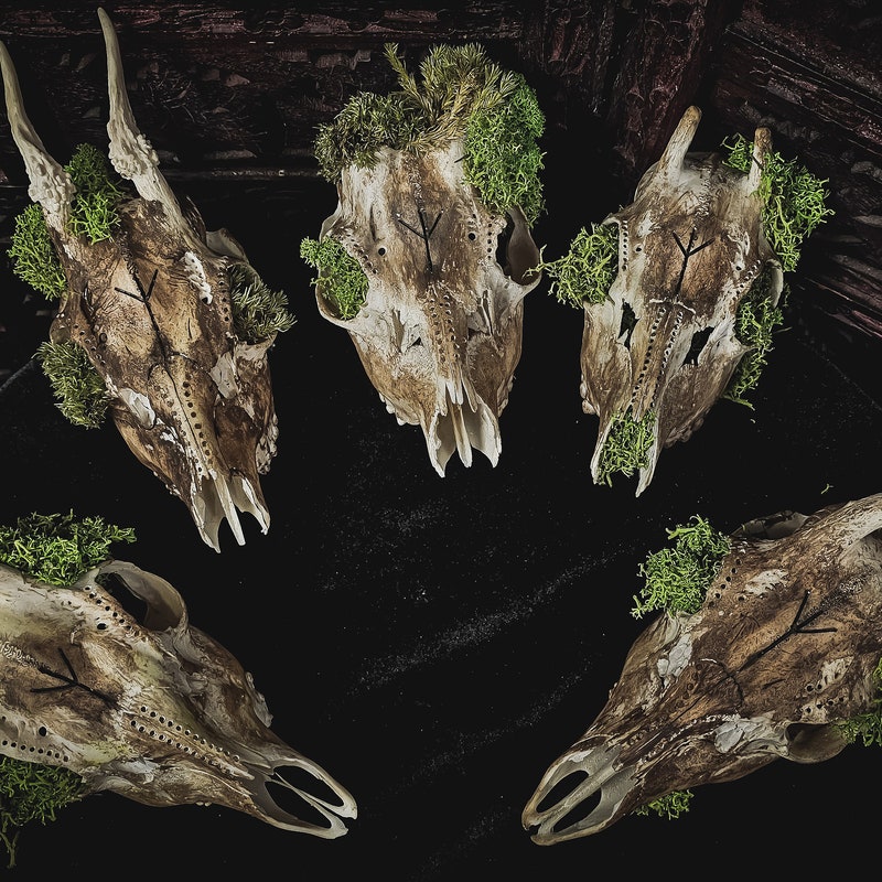 Real Animal Skull - Etsy