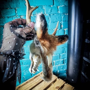 Made to Order Creepy Horned Real Red Fox Skull With Green Eyes Fur Ears ...