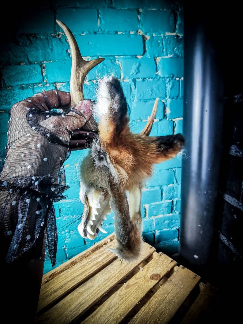 Made to Order Creepy Horned Real Red Fox Skull With Green Eyes Fur Ears ...