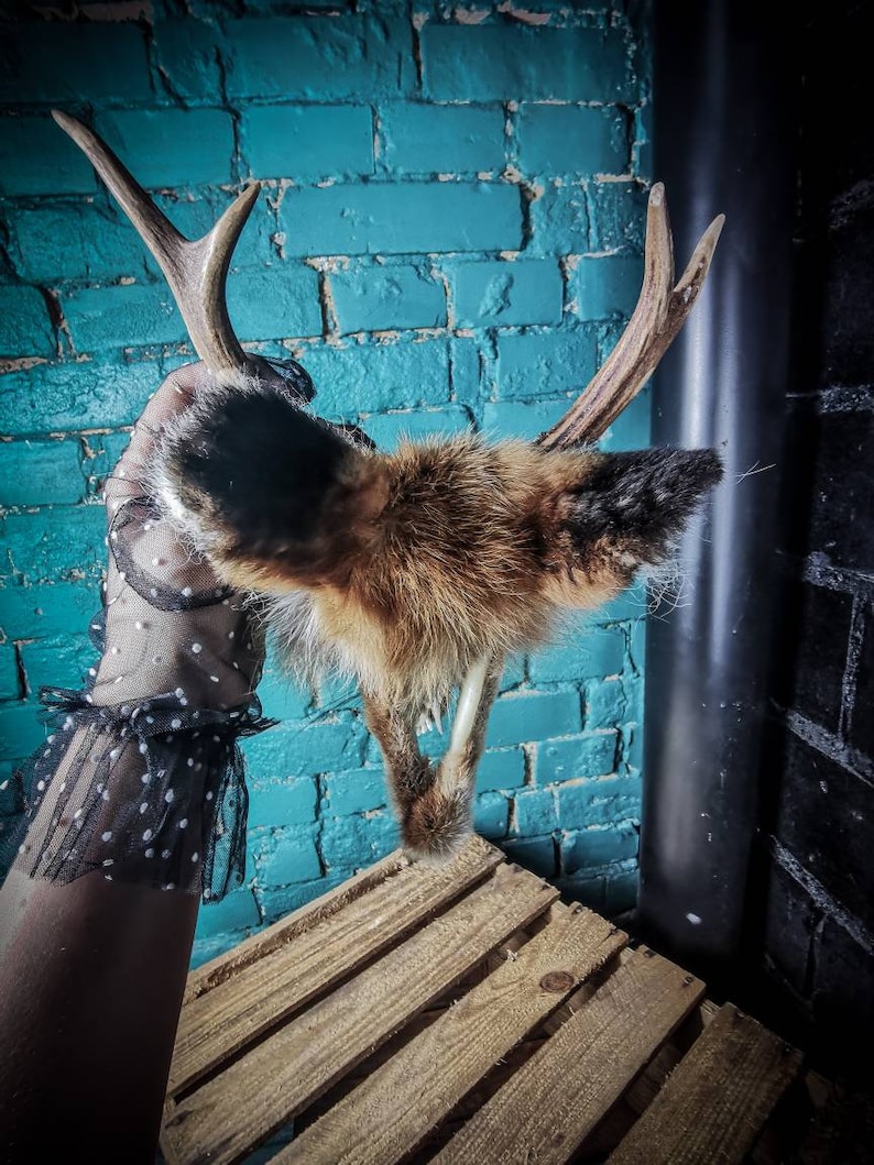 Made to Order Creepy Horned Real Red Fox Skull With Green Eyes Fur Ears ...