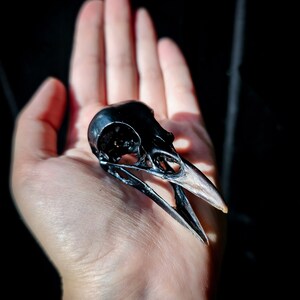 Made to Order Real Magpie Crow Skull Painted Custom Commissions ...