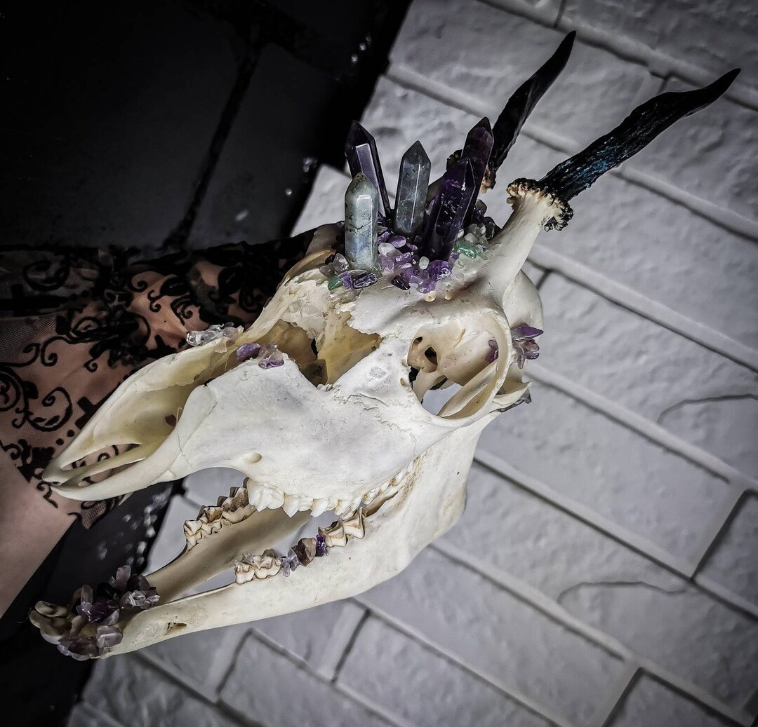 Made to Order Real Roe Deer Skull With Amethyst Crystals Stones Gift ...