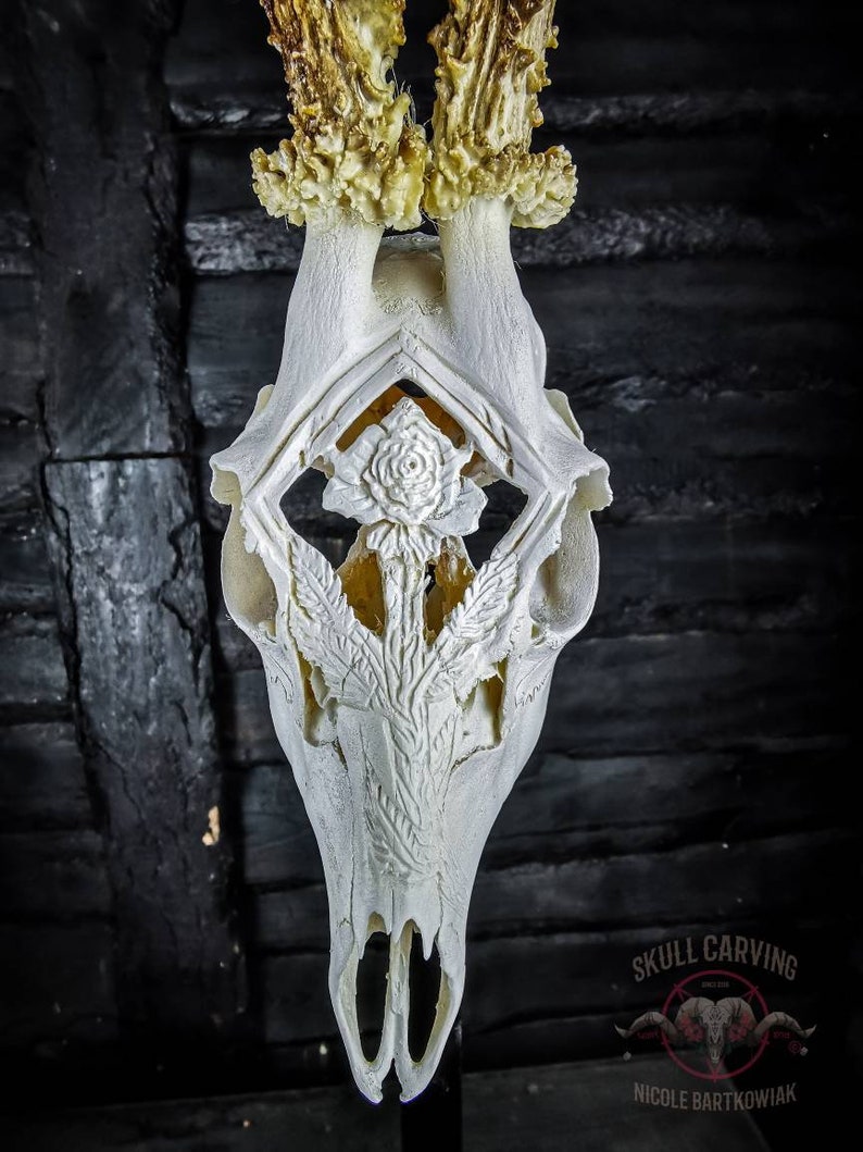 Made to Order Roe Deer Skull Engraved Art Huge Impressive Rose | Etsy