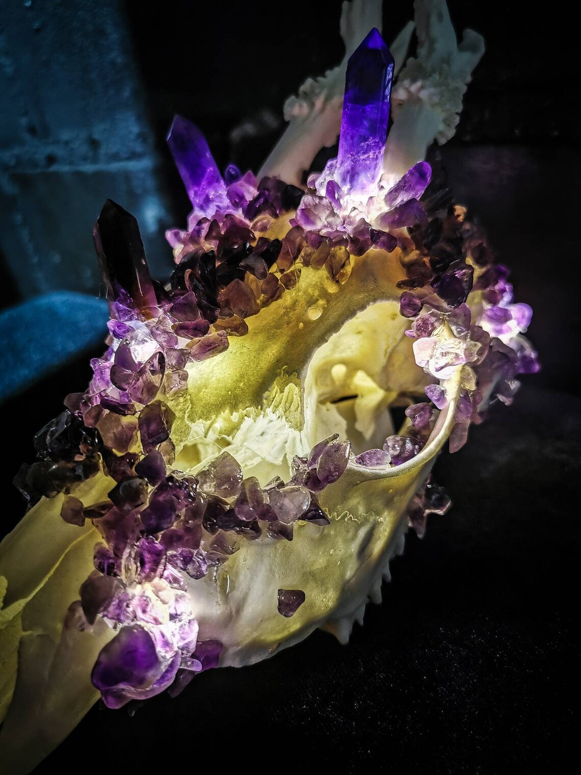 Real Roe Deer Skull Lamp: Amethyst & Labradorite Crystals, Vulture ...