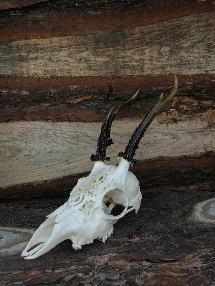 MADE TO ORDER Rare Roe deer skull with engraved design | Etsy
