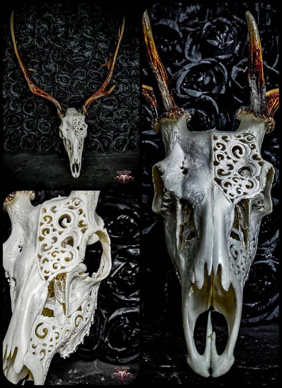 Made to Order Real Fallow Deer Skull With Engraved Design - Etsy