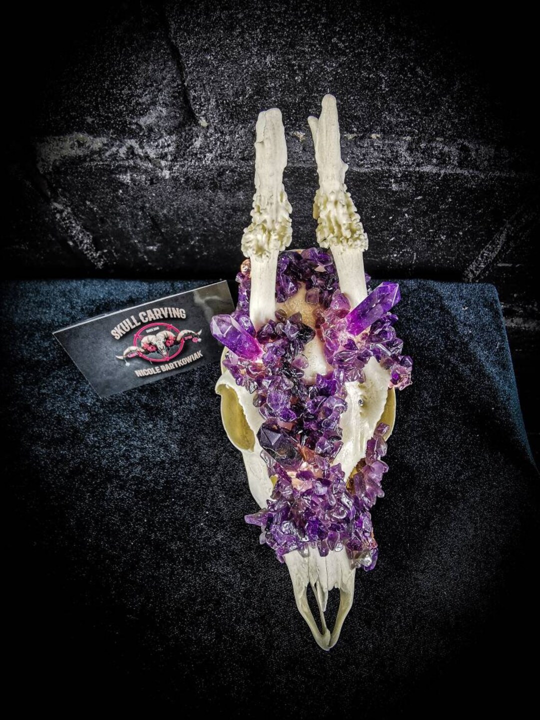 On Stock Real Roe Deer Skull With Amethyst With Labradorite Crystals ...