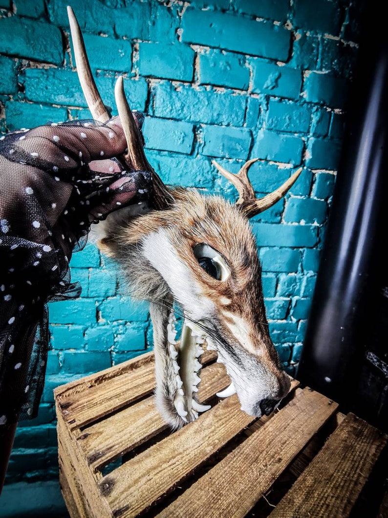 Creepy Red Fox Skull Taxidermy With Roe Deer Antlers & Quartz Ball - Etsy