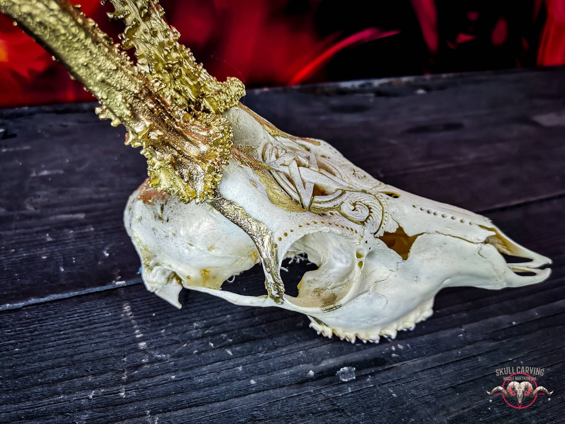Made to order Roe deer skull engraved huge impressive pentacle | Etsy