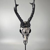 Deer Skull With Antlers - Etsy