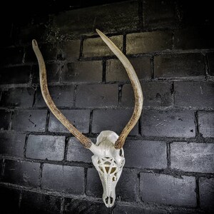 Huge Real European Deer Skull With Engraved Pentagram Wall Decoration ...