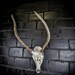 Huge Real European Deer Skull With Engraved Pentagram Wall Decoration ...