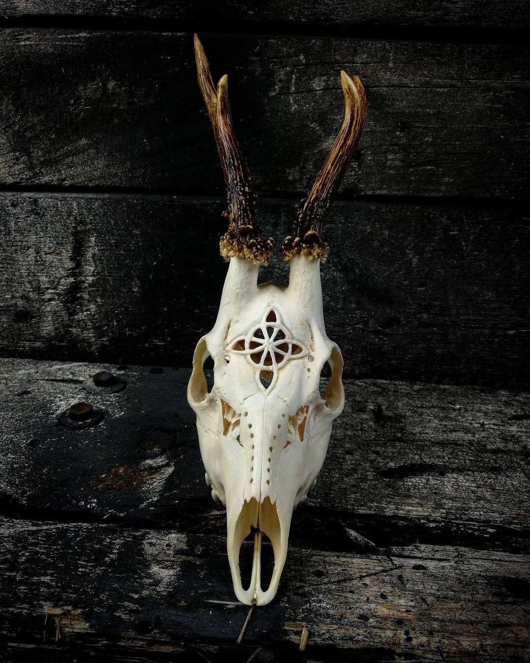 Engraved Roe Deer Skull: Celtic Knot Ornament Carving - Etsy