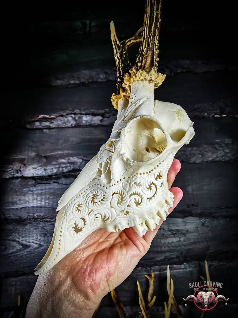 MADE TO ORDER Rare Roe Deer Skull Engraved Art Huge Impressive | Etsy