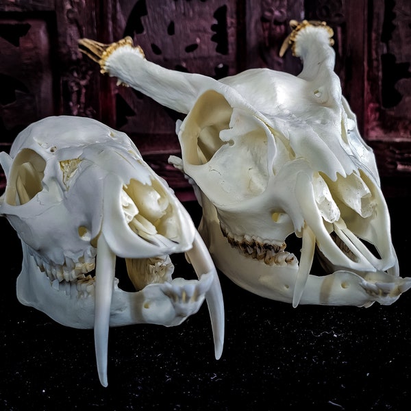 Real Animal Skull - Etsy