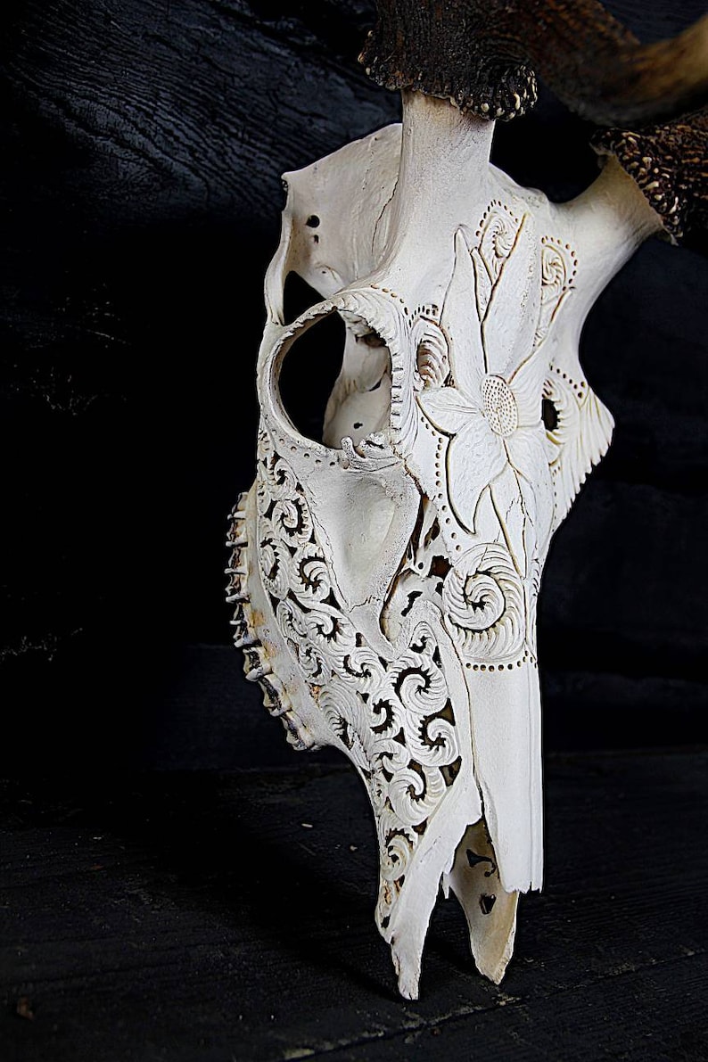 MADE TO ORDER European Deer Skull With Huge Horns Engraved - Etsy