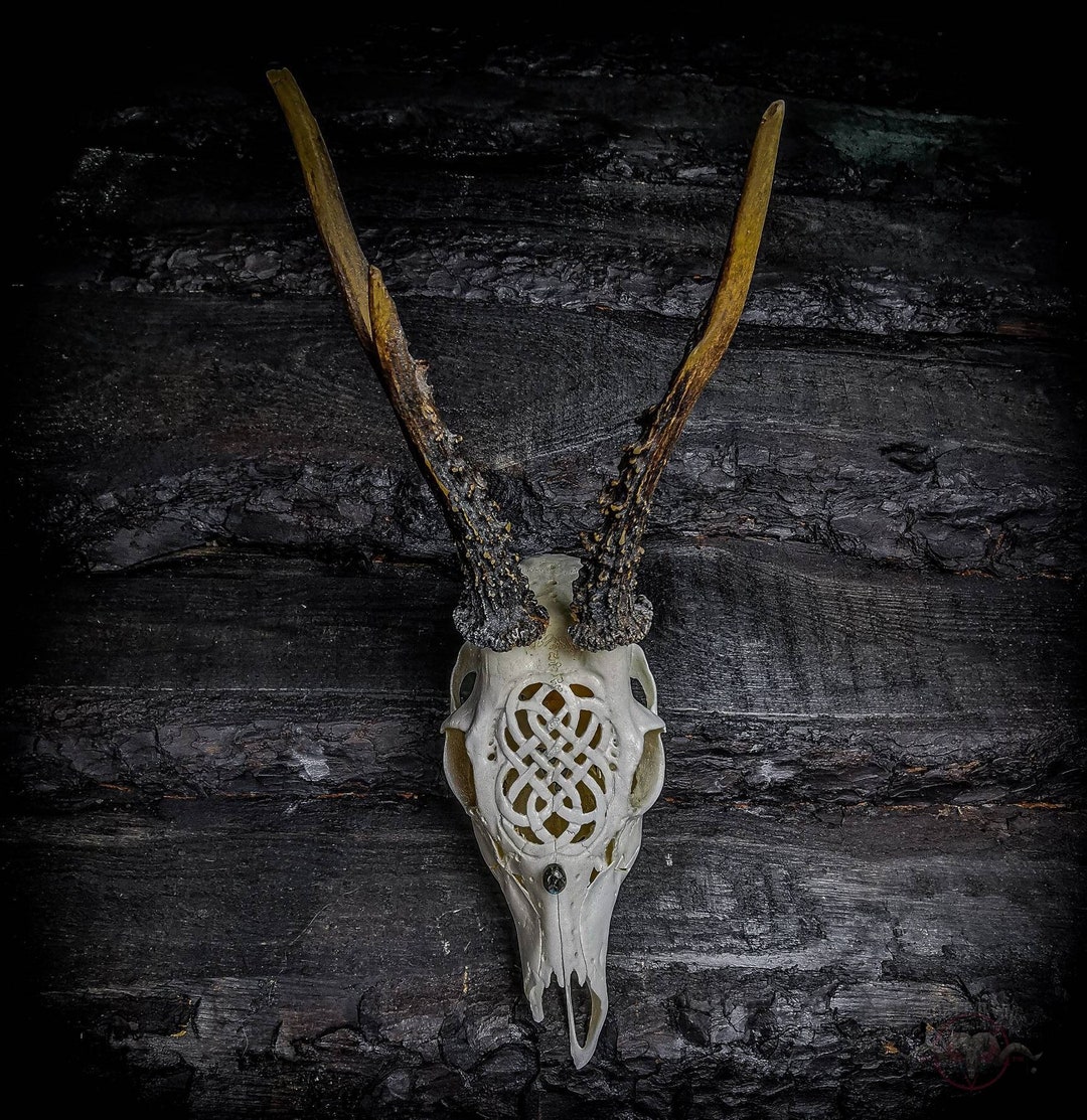 Engraved Roe Deer Skull: Celtic Knot Ornament Carving - Etsy