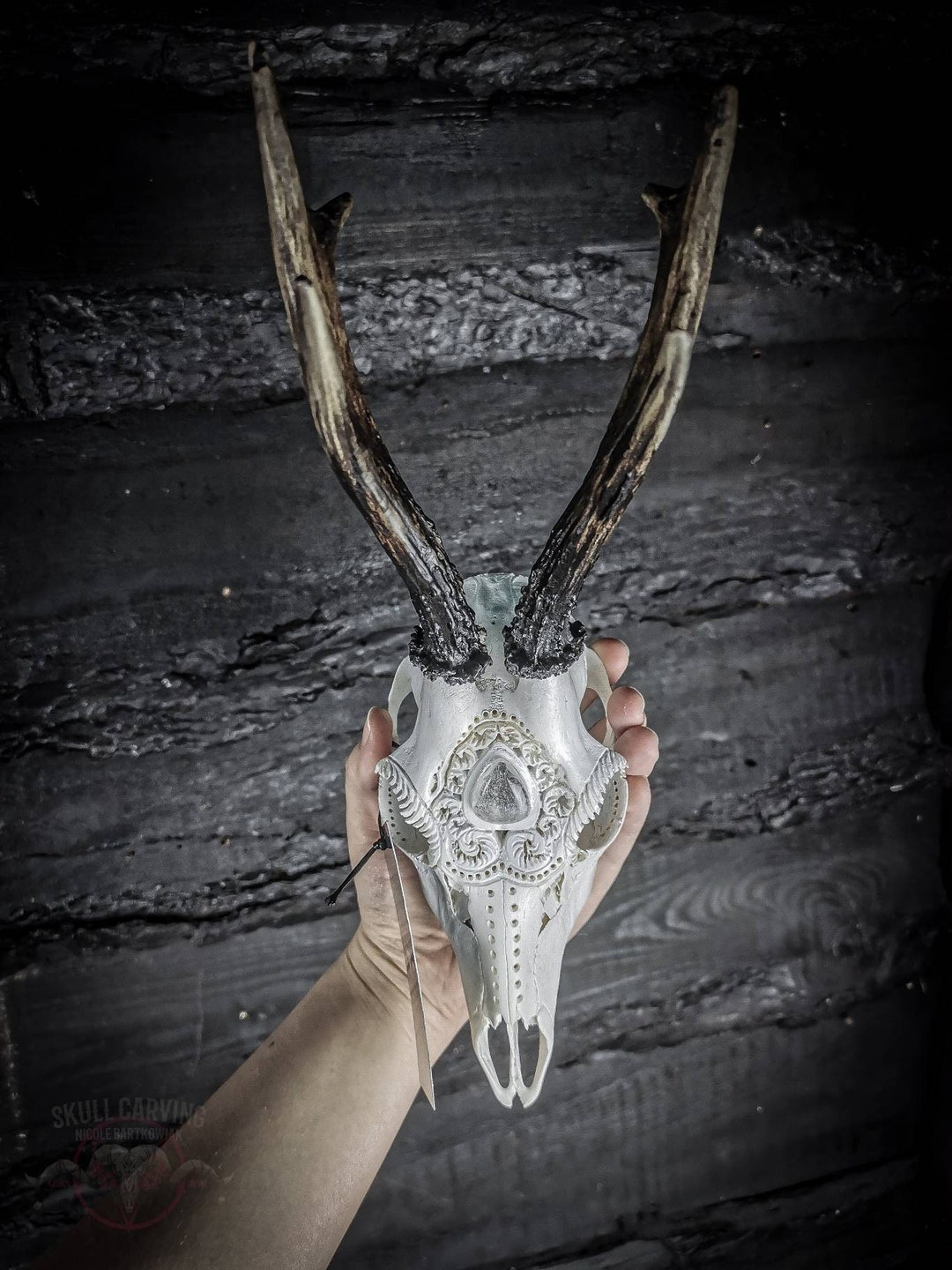 Made to Order Real Roe Deer Skull Engraved Design Beautiful Transparent ...