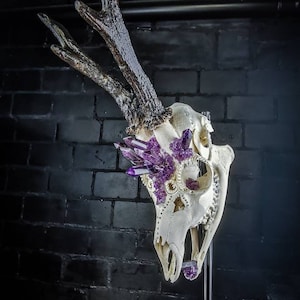 Made to Order Real Roe Deer Skull With Amethyst Crystals Stones Lower ...