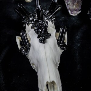 Made to Order Real Fox Skull With Titanium Quartz, Amethyst ...