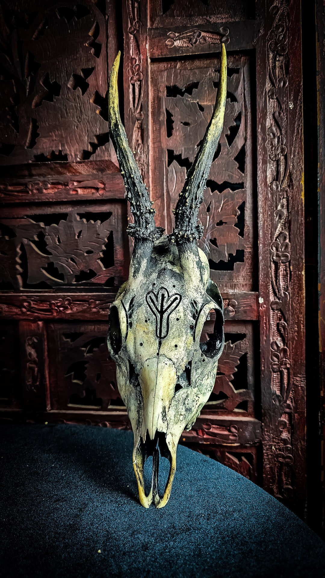 Real Roe Deer Skull Art With Engraved Design and Algiz Rune Aged Gray ...