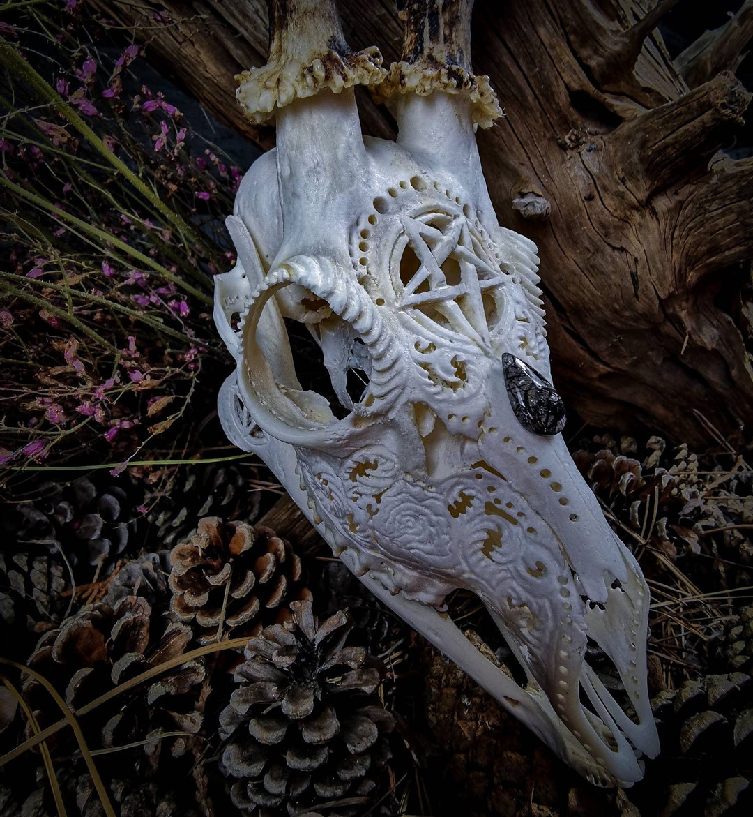 Engraved Roe Deer Skull: Pentagram Carving, Made to Order - Etsy