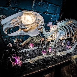 Real Rabbit Skeleton: Anatomical Learning Prop, Moss & Amethyst Art - Etsy