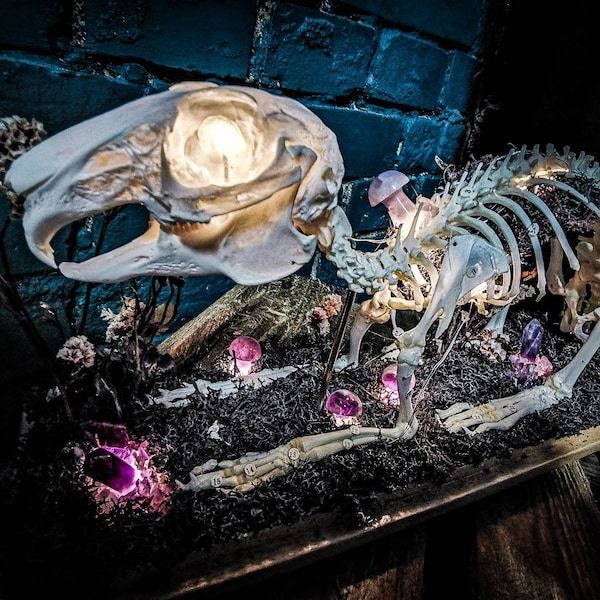 Rabbit Skeleton - Etsy