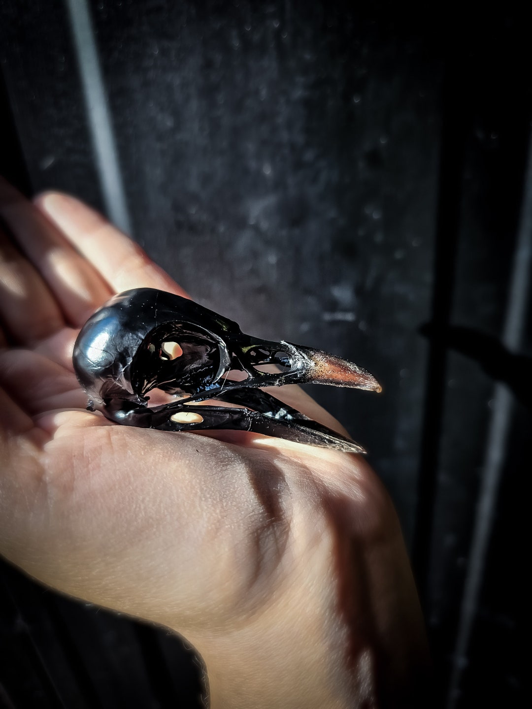 Made to Order Real Magpie Crow Skull Painted Custom Commissions ...