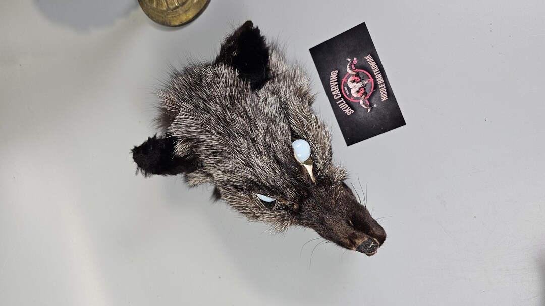 Real Silver Fox Skull Taxidermy, Furry Horror Head With Jaw - Etsy