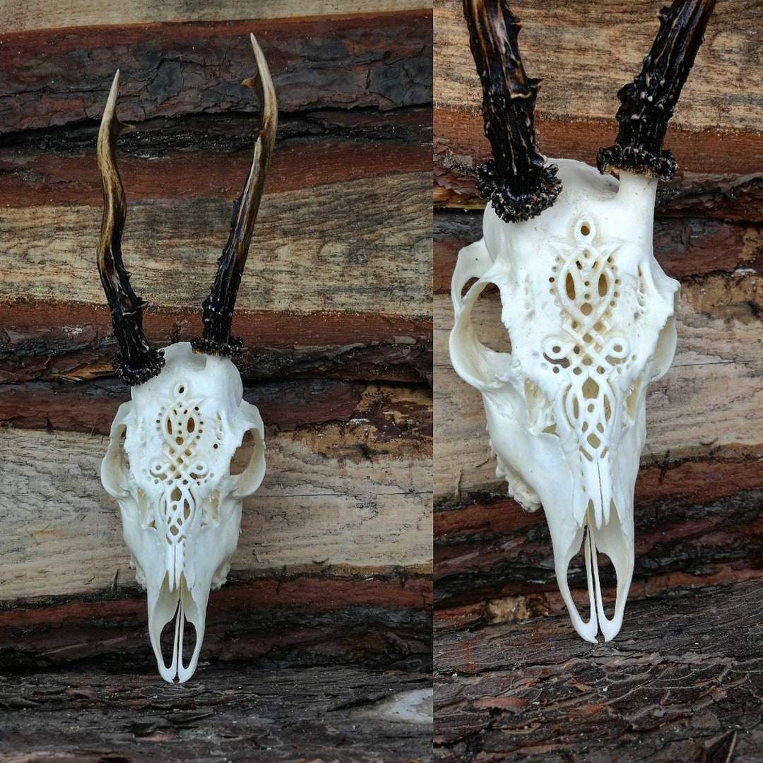 MADE TO ORDER Rare Roe Deer Skull With Engraved Design Abnormal Unusual ...