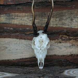 MADE TO ORDER Rare Roe Deer Skull With Engraved Design Abnormal Unusual ...