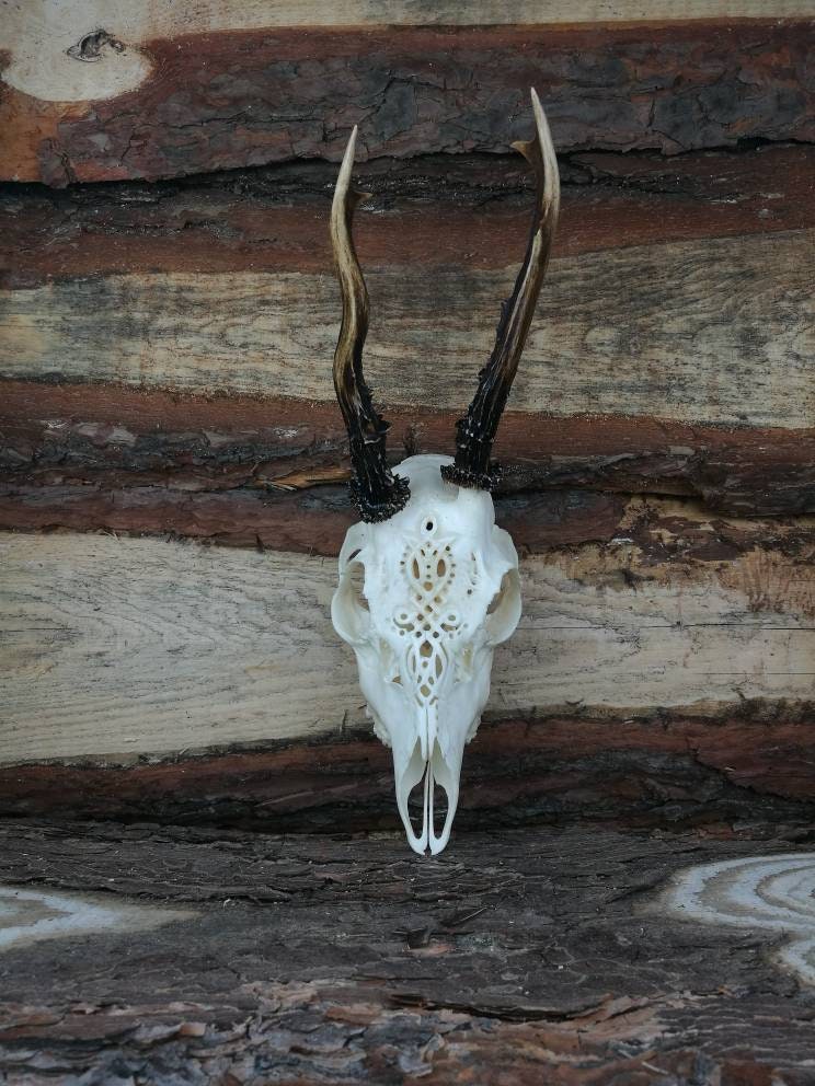 MADE TO ORDER Rare Roe deer skull with engraved design | Etsy
