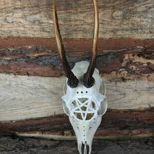 Made to Order Pentacle Roe Deer Skull Engraved Huge Impressive ...