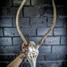 Huge Real European Deer Skull With Engraved Pentagram Wall Decoration ...