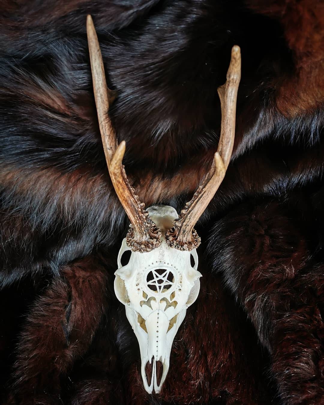Engraved Roe Deer Skull: Pentagram Carving, Satanic Decor - Etsy