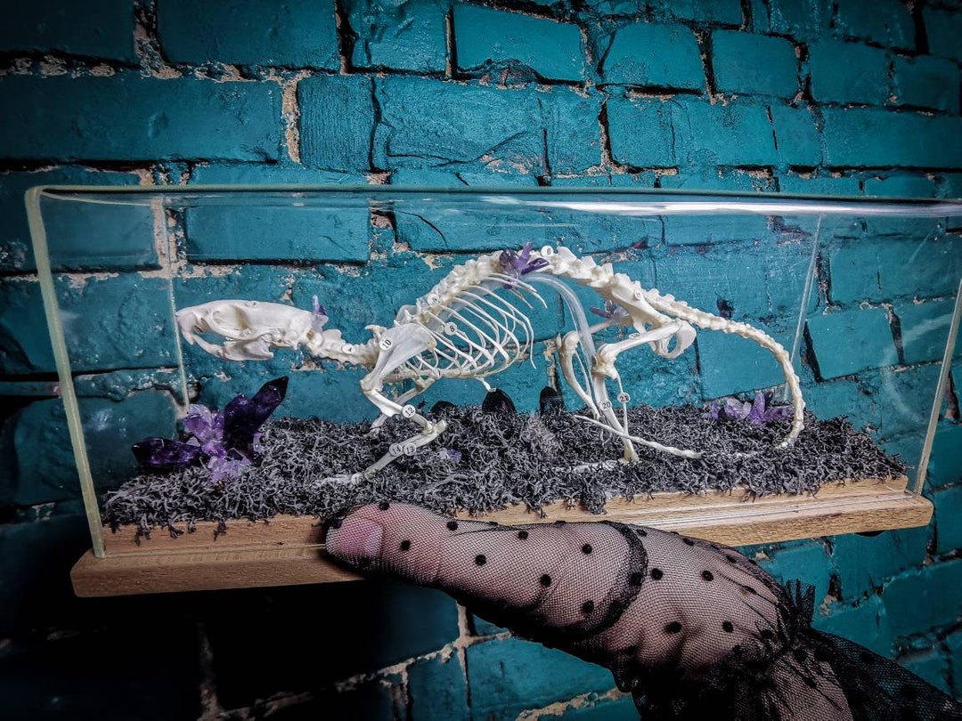 Real Rat Skeleton in Plastic Dome: Anatomical Learning Prop, Amethyst ...