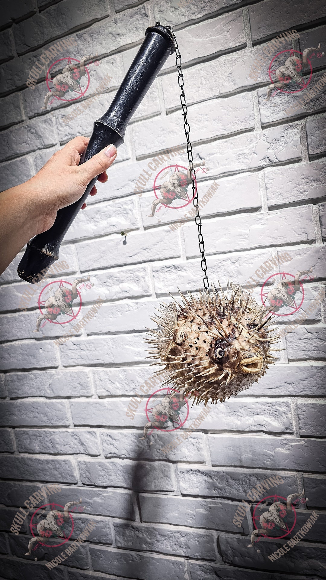 Porcupine Fish Flail Real Taxidermy Mr. Puff Blowfish - Etsy