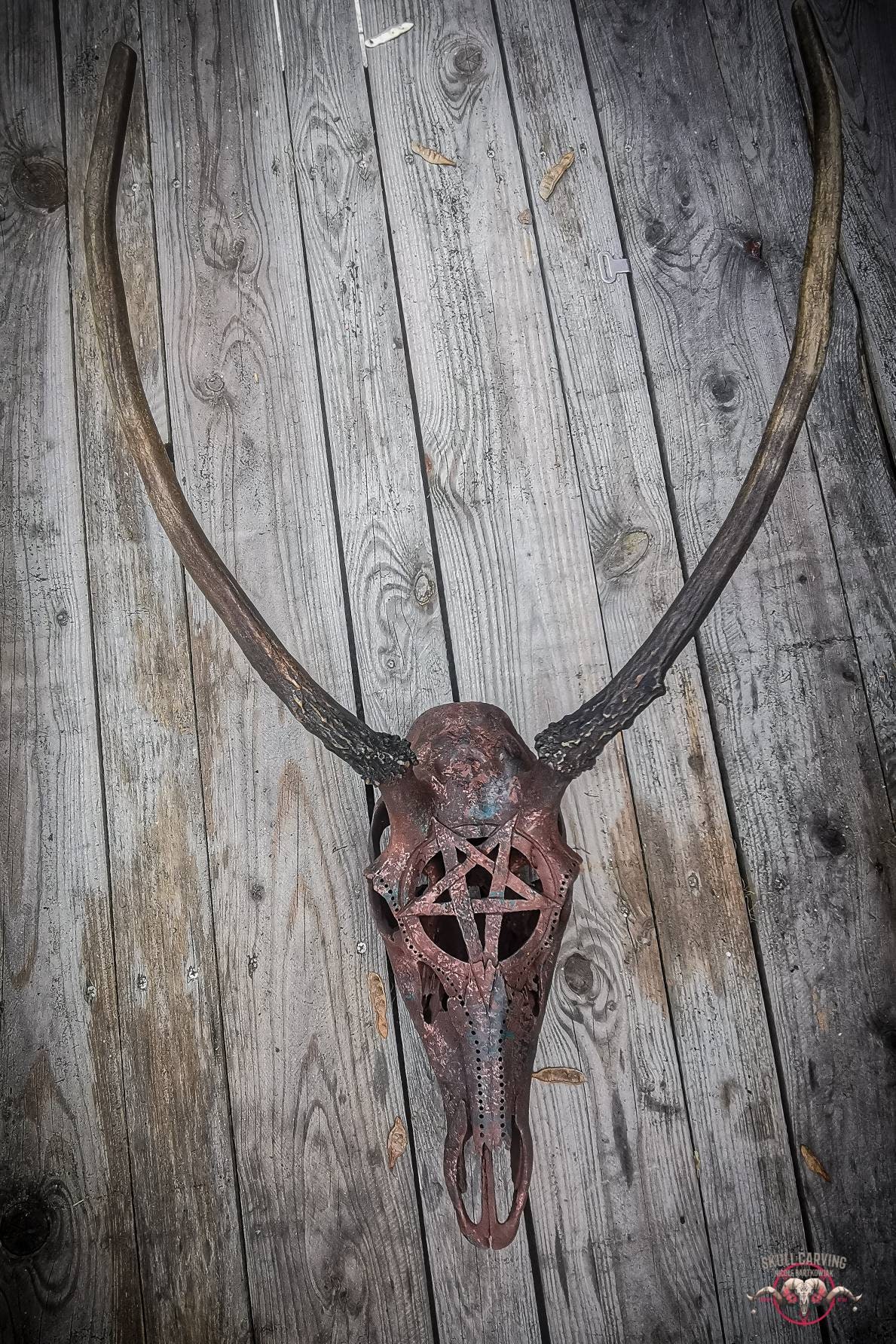 MADE TO ORDER Huge Real Deer Skull With Engraved Pentagram | Etsy