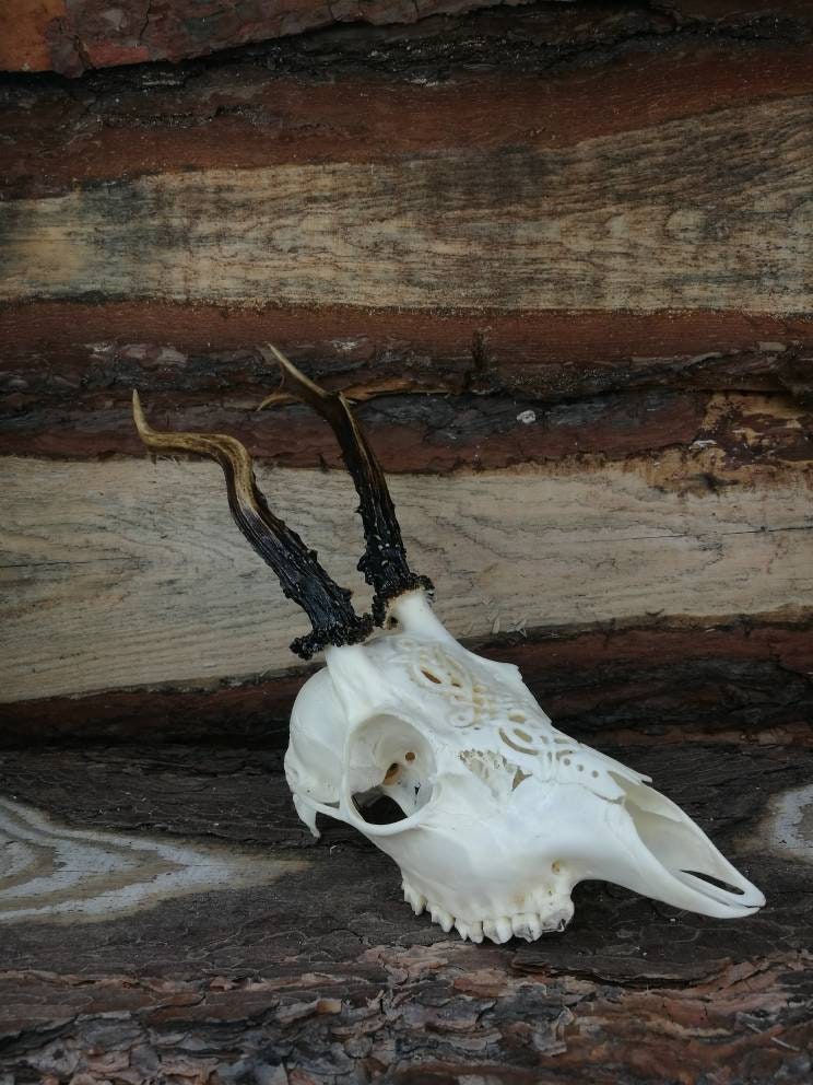 MADE TO ORDER Rare Roe deer skull with engraved design | Etsy
