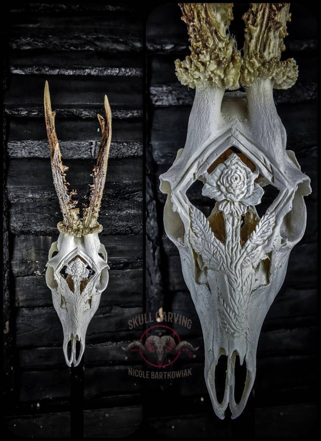 Made to Order Roe Deer Skull Engraved Art Huge Impressive Rose ...