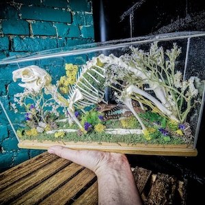 On Stock Real Rabbit Anatomical Skeleton in Dome for Veterinary ...