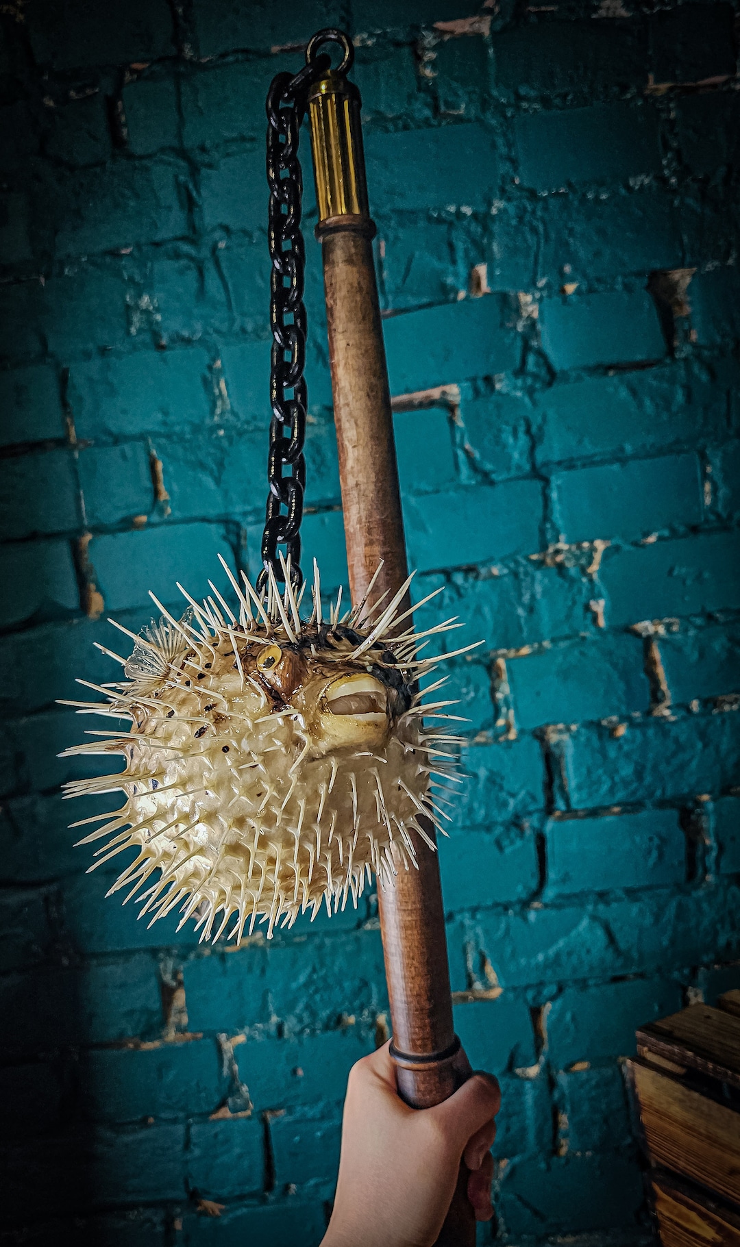 Porcupine Fish Flail Real Taxidermy Mr. Puff Blowfish Big! - Etsy