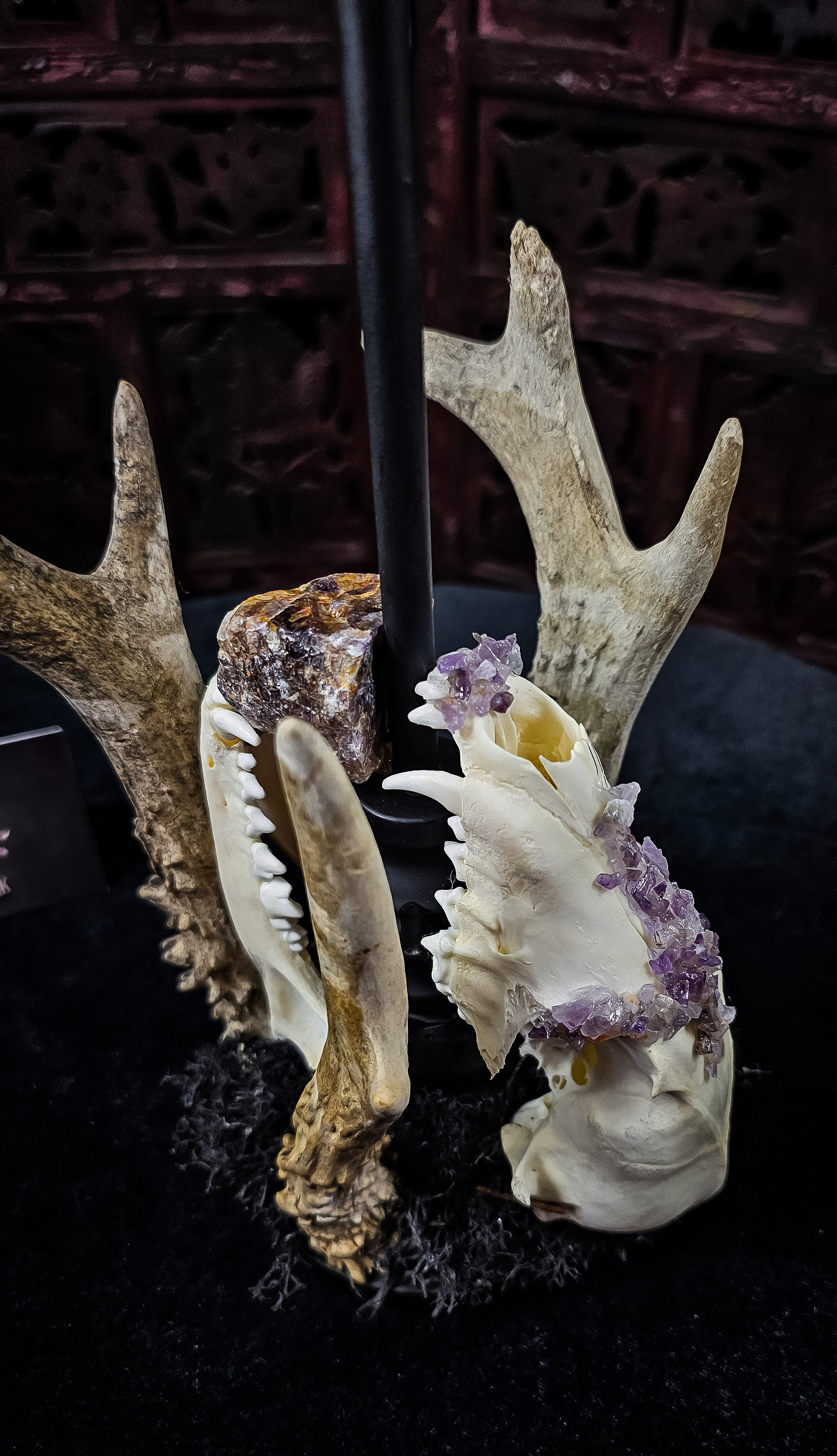 Fox Skull Candleholder: Gothic Altar Decor With Amethyst & Antlers - Etsy