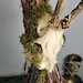 Handmade Witch Broom With Roe Deer Skull, Dried Flowers & Antlers - Etsy