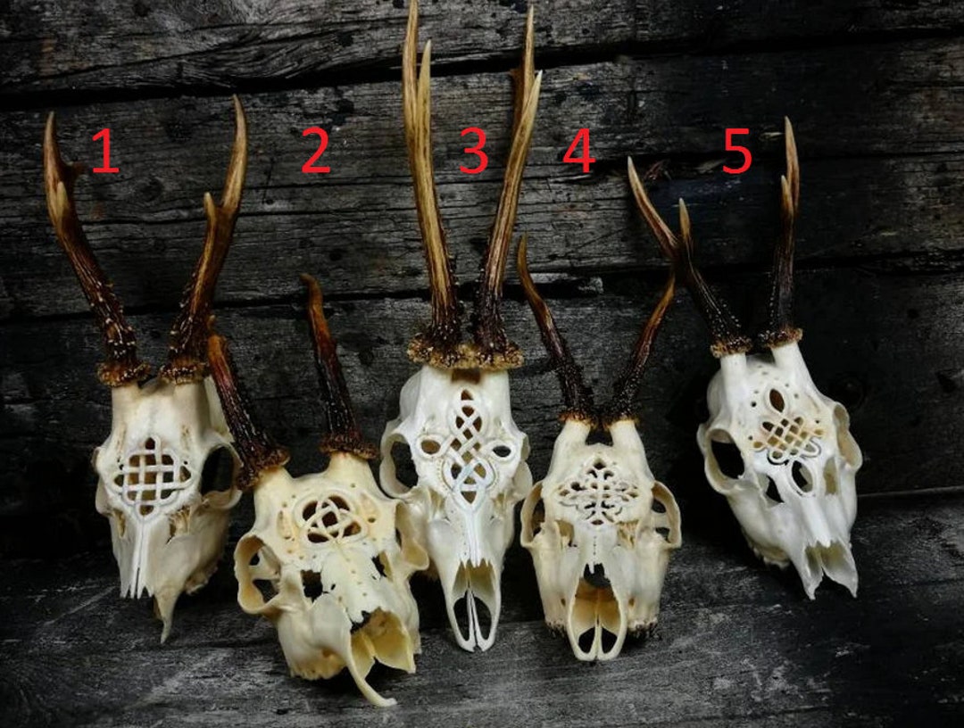 Engraved Roe Deer Skull Art: Celtic Knot Carving, Norse Viking Decor - Etsy