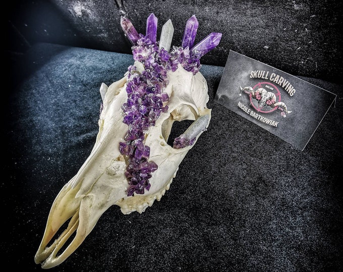 On Stock Real Roe Deer Skull With Amethyst With Labradorite Crystals ...