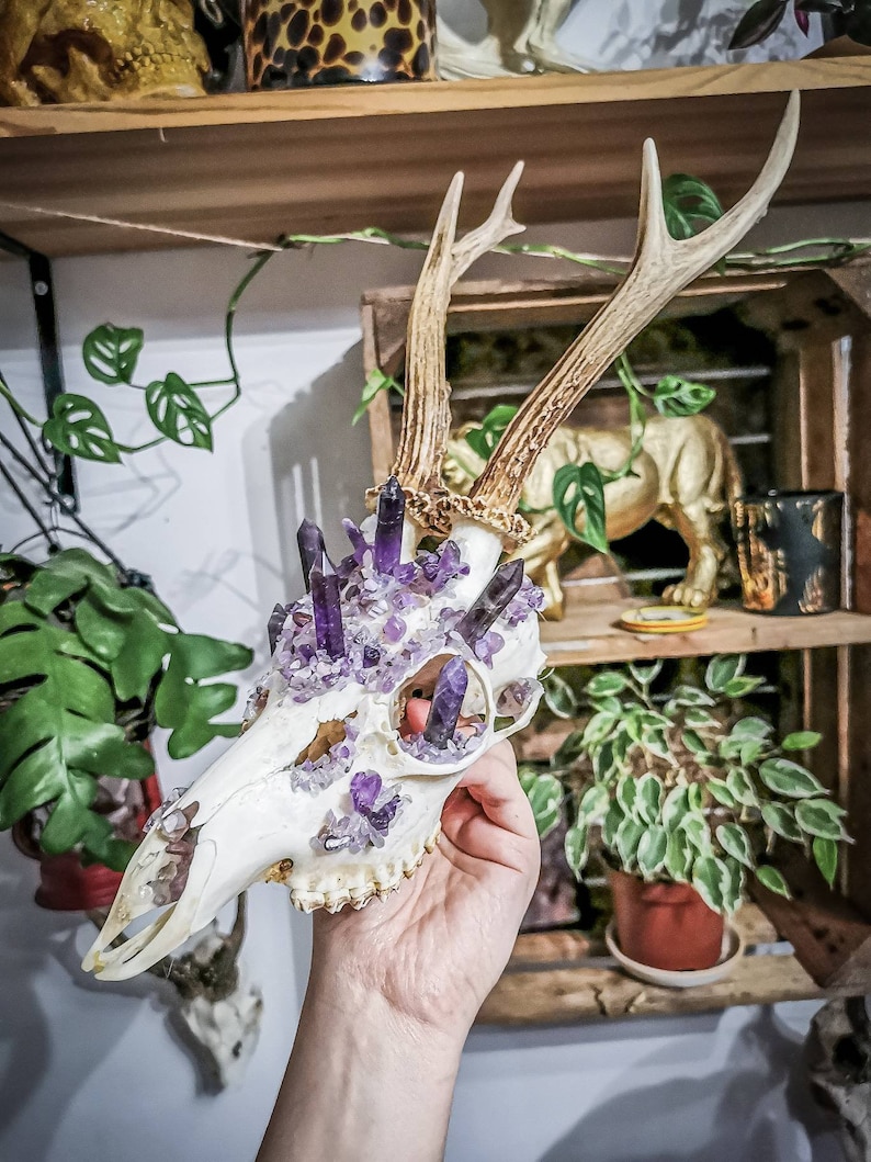Amethyst Crystal Roe Deer Skull: Wicca Witch Altar Decor - Etsy